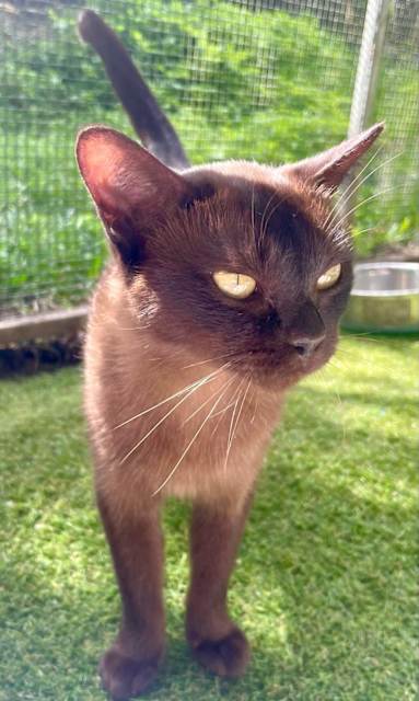 Gorgeous 4 years old Burmese Girl 😻 | Cats & Kittens | Gumtree ...