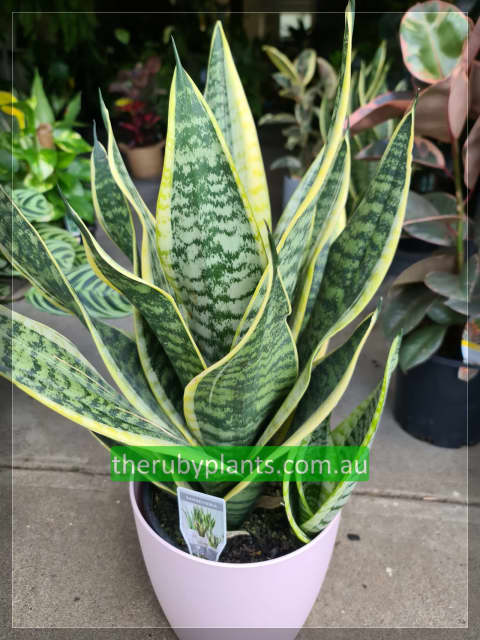 Snake Plant / 60cm tall / 20cm pot / Easy Care | Plants | Gumtree ...