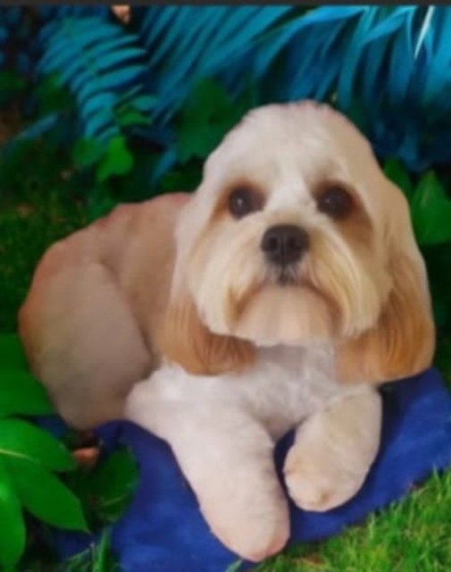 Blenheim Cavoodle | Dogs & Puppies | Gumtree Australia Grant Area ...