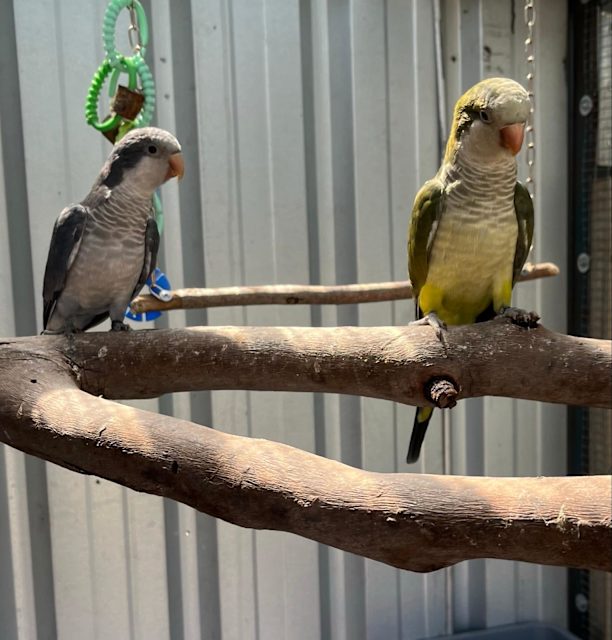 Breeding pair of Quakers | Birds | Gumtree Australia Toowoomba City ...