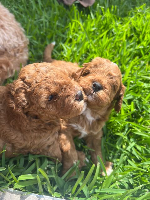 Red Cavoodle Puppies | Dogs & Puppies | Gumtree Australia Maroochydore ...