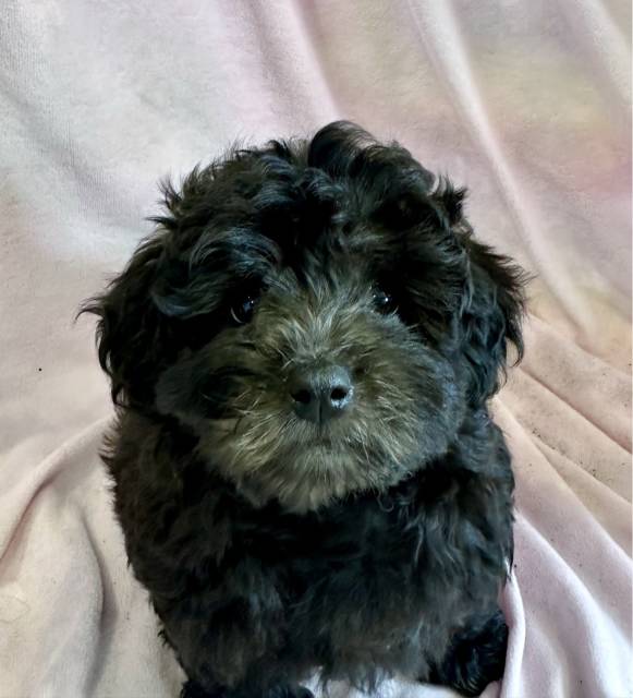 Moodle Puppies ready TODAY | Dogs & Puppies | Gumtree Australia Latrobe ...