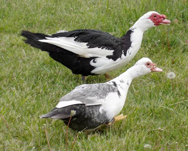 Big Muscovy ducks and drakes and ducklings | Livestock | Gumtree ...