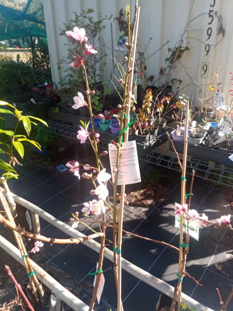 Stone fruit trees, grafted peaches, plums, nectarines, apricots ...