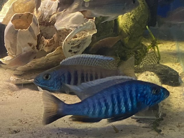 Discus, African cichlids Mbuna, Haps inc Peacocks | Fish | Gumtree ...