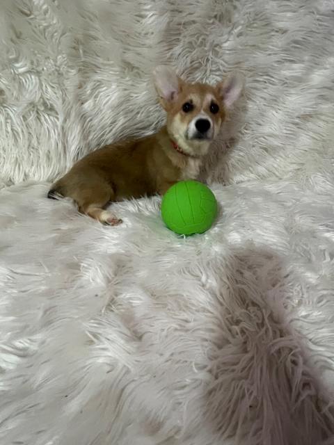 Pure pembroke corgi male puppy looking for forever home now | Dogs ...