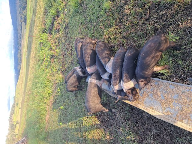 free range pigs | Livestock | Gumtree Australia Kyogle Area - Kyogle ...