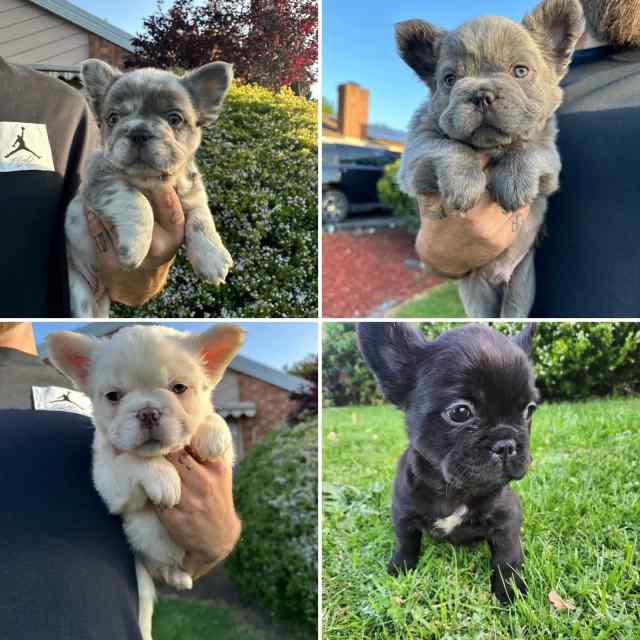 Only 3 left …READY NOW ….Pedigree fluffy French bulldogs | Dogs ...