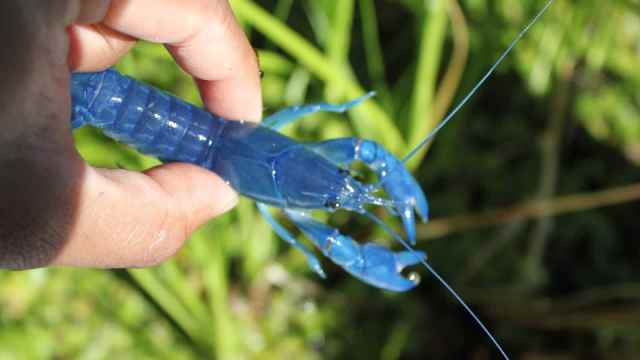 Electric Blue Yabbie | Fish | Gumtree Australia Cockburn Area ...
