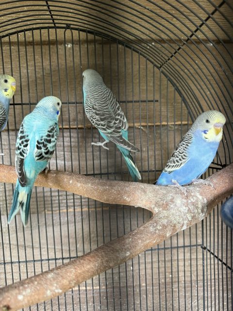 Young aviary budgies | Birds | Gumtree Australia Maroochydore Area - Palmwoods | 1330374736