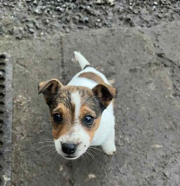 Female Jack Russell Puppies | Dogs & Puppies | Gumtree Australia Bowral ...