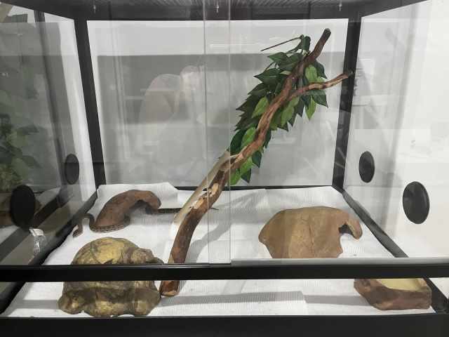Stimson Python and enclosure | Reptiles & Amphibians | Gumtree ...