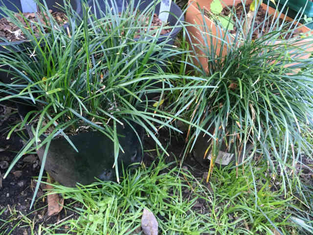 Mondo Grass Plant, The Simple and Easy Garden Edging for the Pros ...