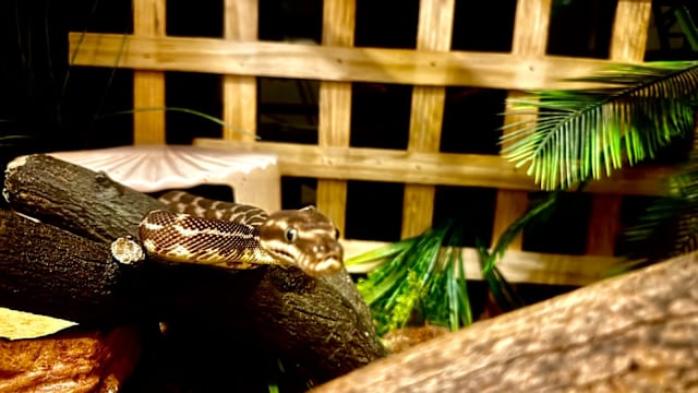 ROUGH SCALED PYTHON & ENCLOSURE | Reptiles & Amphibians | Gumtree ...