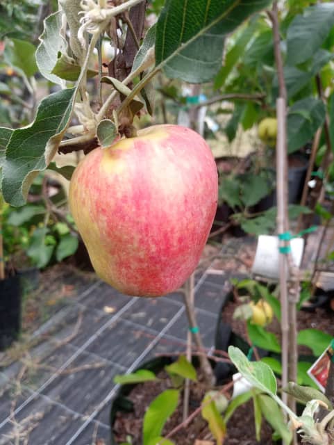Tropical Apple and Pear trees | Plants | Gumtree Australia Ballina Area ...
