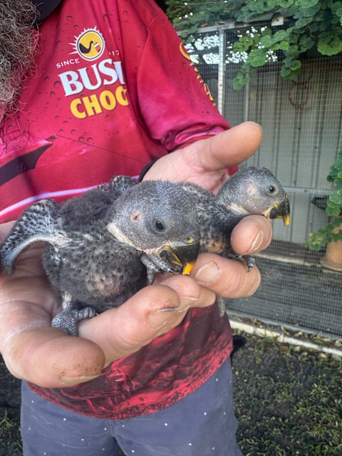 Babies 👶 Eclectus 3 weeks old starting to handfeed them 2 are sibling ...