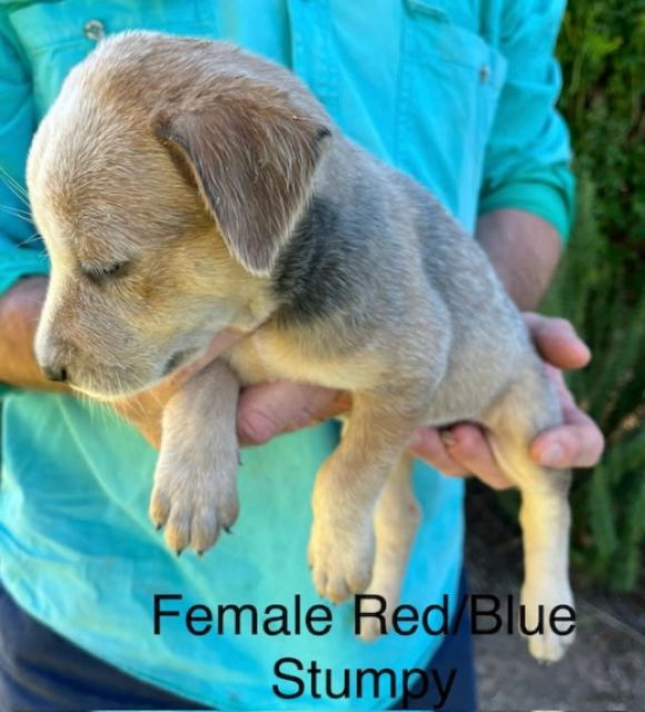 Blue & Red Stumpy Cattle Dog Pups | Dogs & Puppies | Gumtree Australia ...