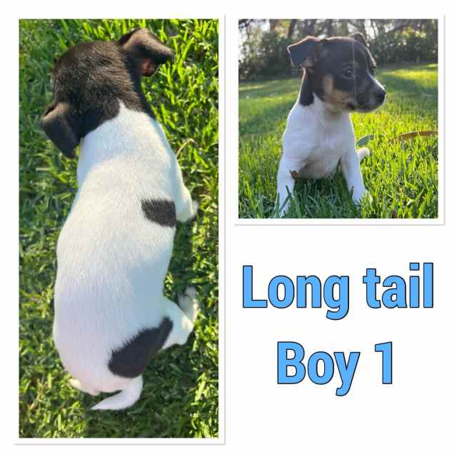 Mini Foxie Puppies Tri Coloured | Dogs & Puppies | Gumtree Australia ...