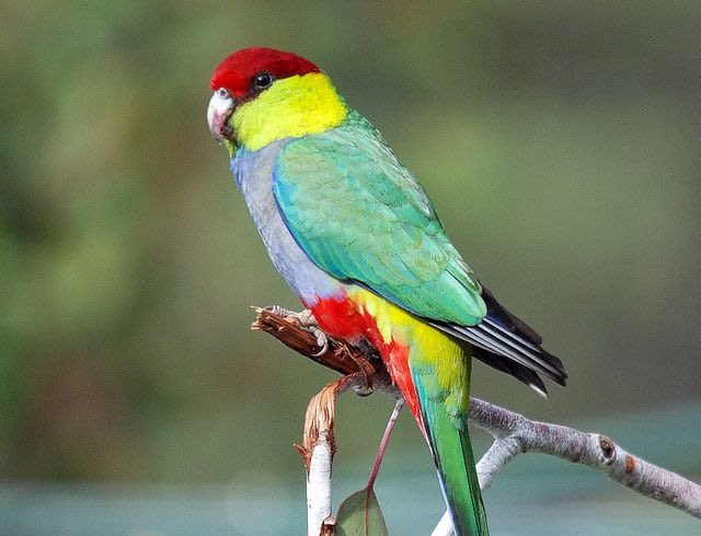 Red Cap Parrot | Birds | Gumtree Australia Perth City Area - Perth ...