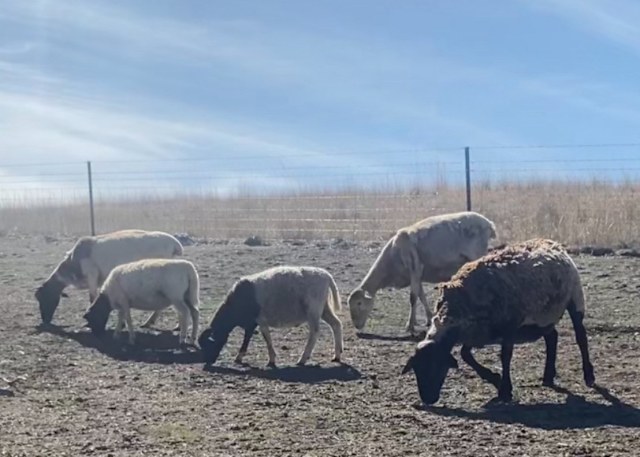 SELF SHEDDING DORPER SHEEP EWES LAMBS AND RAMS - ORGANICALLY RAISED ...