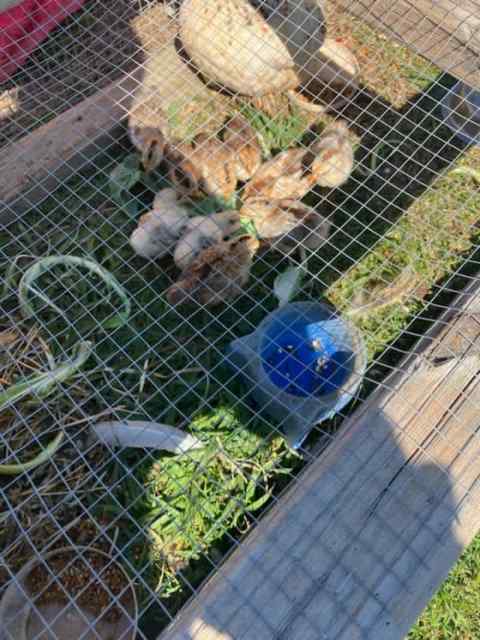 Ten chirpy, cheerful, chic and colourful chicks and bantam mother hen ...