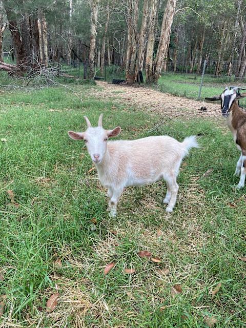 Nigerian Dwarf does | Livestock | Gumtree Australia Noosa Area ...