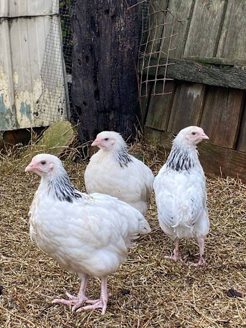 #Chickens Light Sussex pullets & Buff Orpington POL #hens | Livestock ...