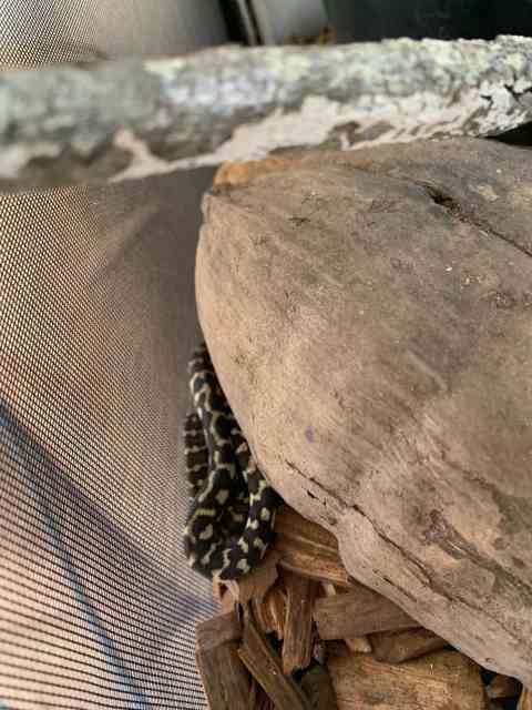 Jungle pythons hatchings | Reptiles & Amphibians | Gumtree Australia ...