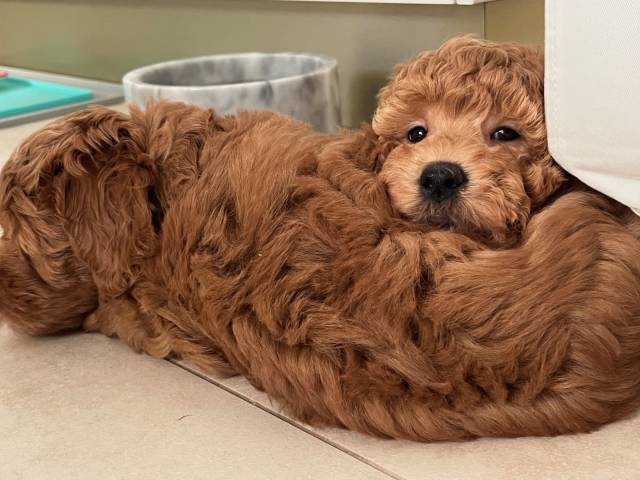 RARE Red Miniature Groodle F1B Puppies x 4 | Dogs & Puppies | Gumtree ...