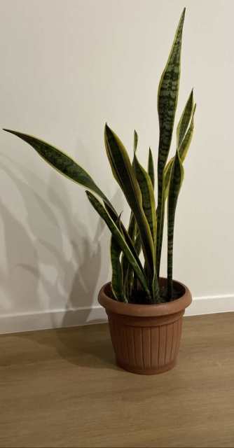 Snake Plant/Mother in Laws Tongue - Plants in Robina QLD | Gumtree ...