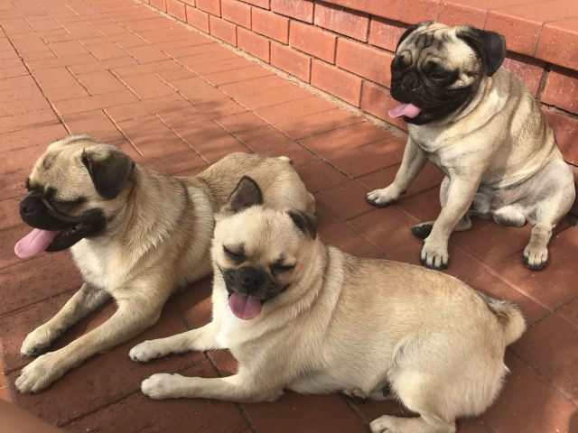 Pugs (family of 3) would like to sell them together | Dogs & Puppies ...