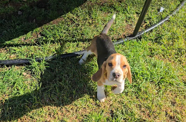 Pedigree beagle puppies looking for good homes | Dogs & Puppies ...