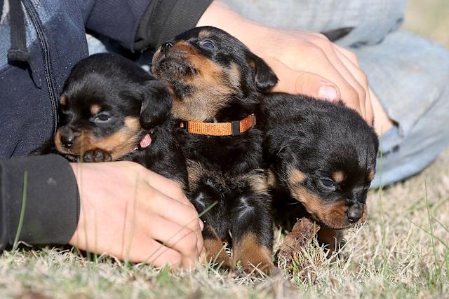 purebred German line Rottweiler puppies. great family pets or working ...