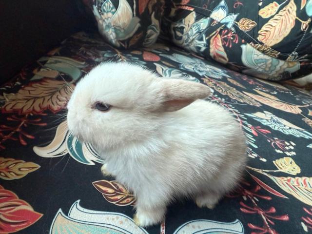 💞🐇🐰💕 Pure breed Mini Lop Rabbits 💕🐰🐇💞 5 left | Rabbits | Gumtree ...