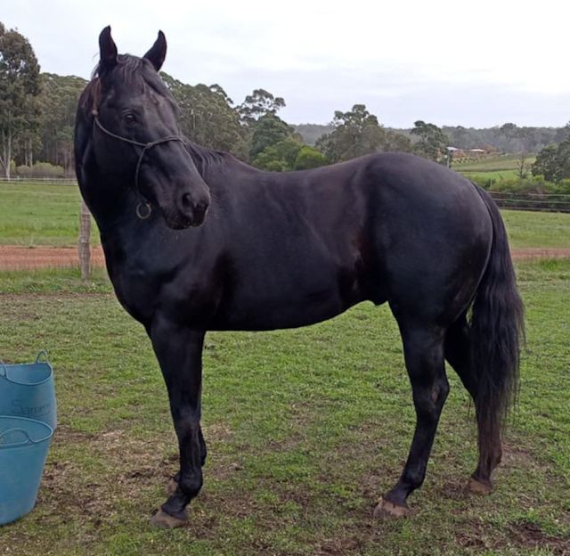 EOI on property lease | Horses & Ponies | Gumtree Australia Manjimup ...