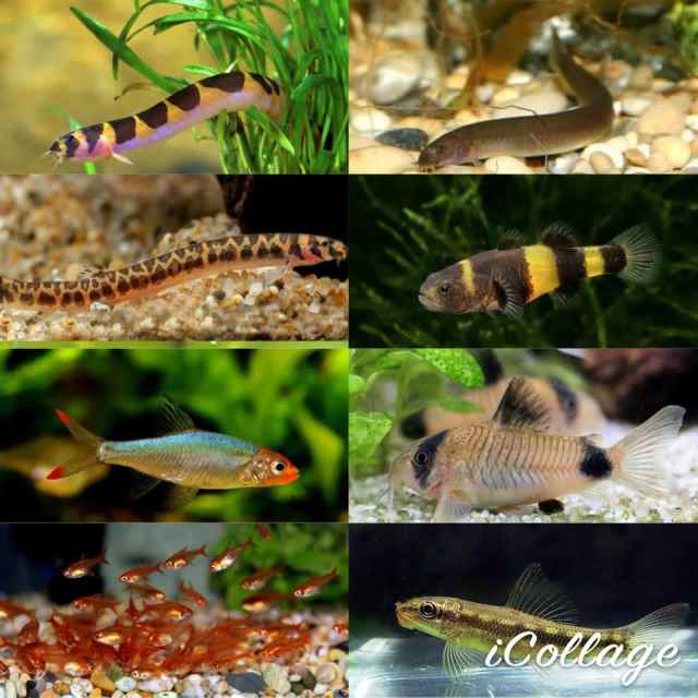Black regular & dwarf tiger Khuli loaches panda cory bumblebee goby ...