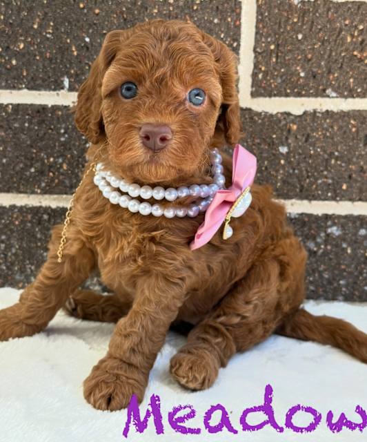 6 Stunning Liver Point Teddy bear Chocolate and Ruby Toy Cavoodle ...