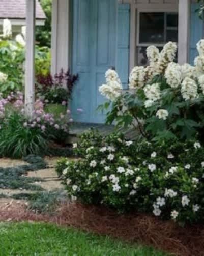 Gardenia augusta Florida (Gardenia in Landscape Design Evergreen ...
