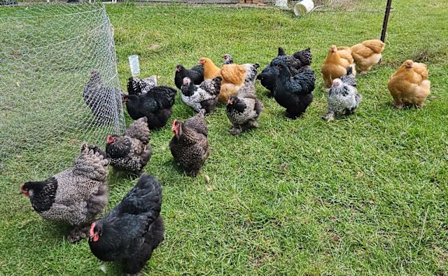 Cochin Pullets - lots of lovely colours | Livestock | Gumtree Australia ...
