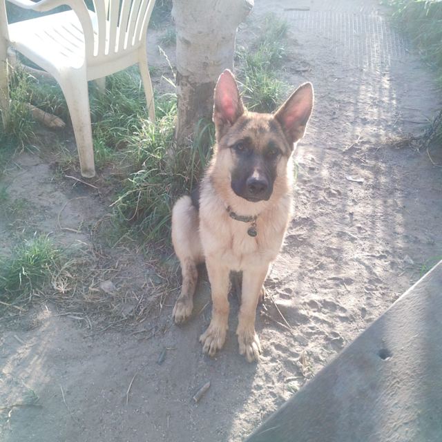 German shepherd dog for sale | Dogs & Puppies | Gumtree Australia ...