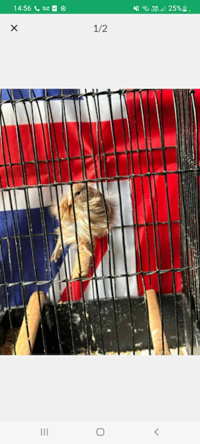 looking to buy fawn frill canary | Birds | Gumtree Australia Hume Area ...