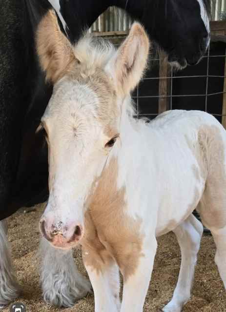 Silver palomino purebred gypsy cob colt | Horses & Ponies | Gumtree ...