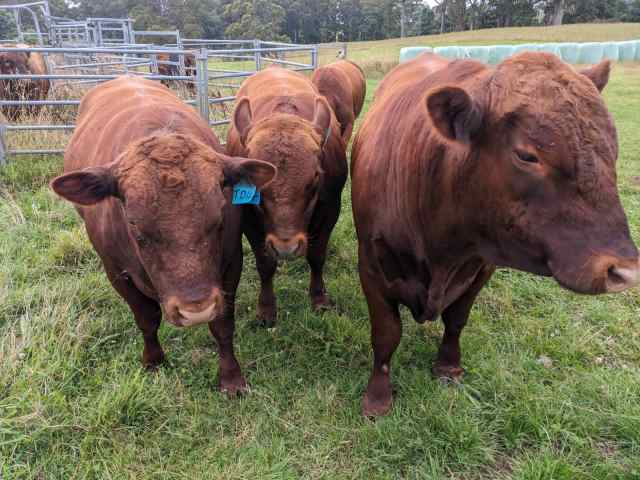 Quite Red Angus Bulls. | Livestock | Gumtree Australia Burnie Area ...