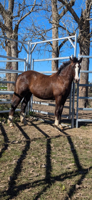 Project Horse Gypsy Cob x Paint Filly | Horses & Ponies | Gumtree ...
