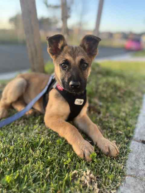 SERGEANT - The German Shepherd Puppy | Dogs & Puppies | Gumtree ...