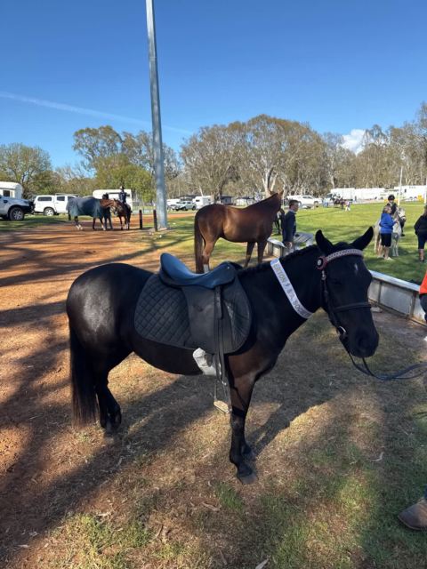 Amy, 7yo mare 11.1h confident kids pony great lead line | Horses ...