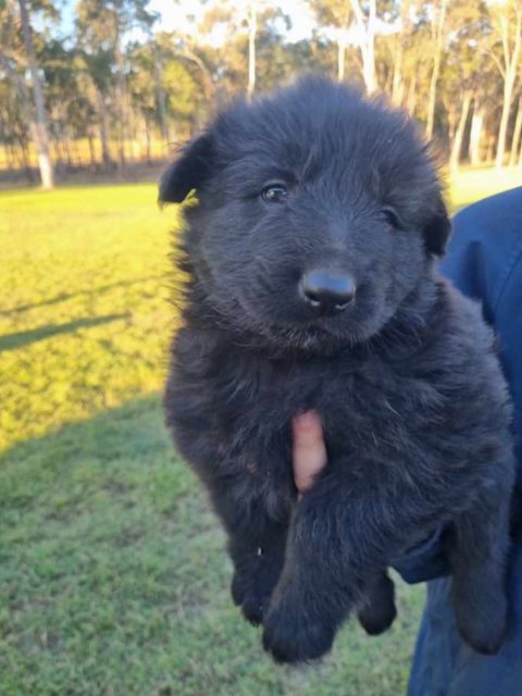 German shepherd puppies | Dogs & Puppies | Gumtree Australia ...