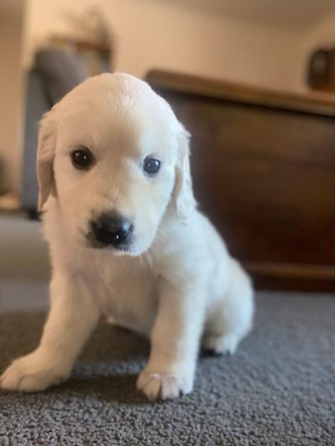 Golden Retriever pups | Dogs & Puppies | Gumtree Australia Wangaratta ...