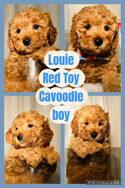 Last two Red Toy Cavoodle puppies are ready | Dogs & Puppies | Gumtree ...