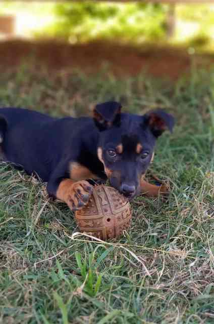 Kelpie Puppies For Sale *Only 2 Males Left!* | Dogs & Puppies | Gumtree ...